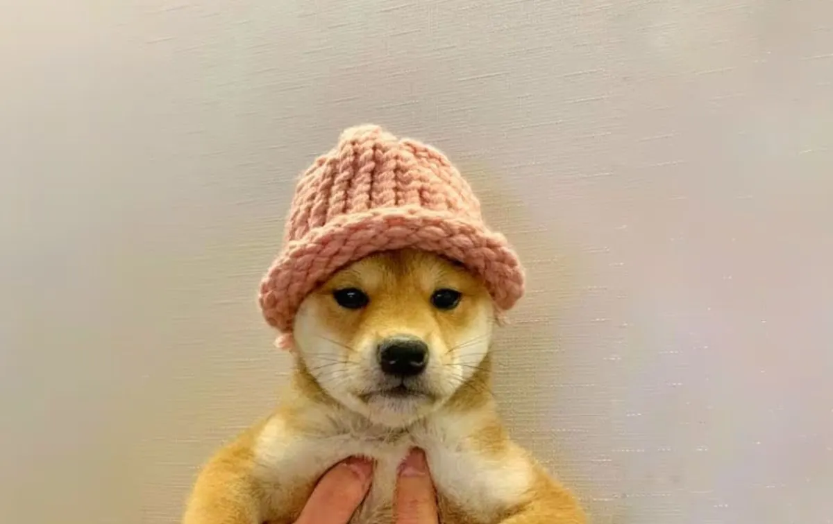 Dogwifhat (WIF): Guide to the Viral “Dog With Hat” Meme Coin
