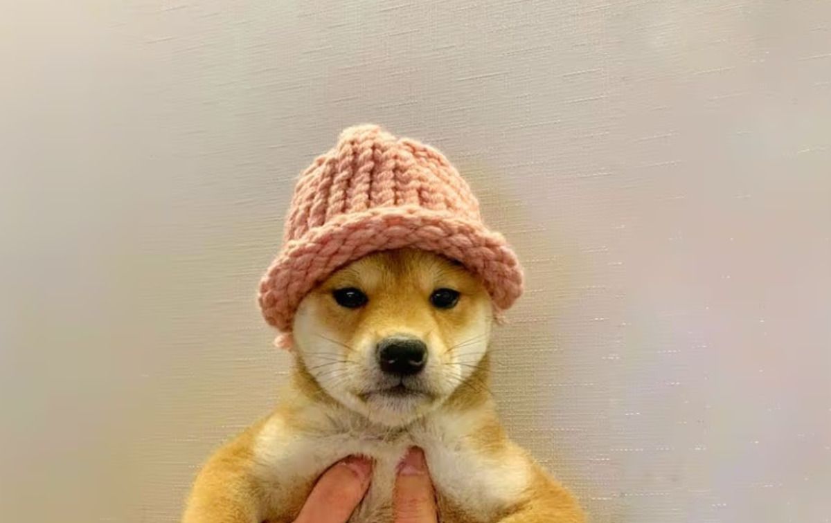 Dogwifhat (WIF): Guide to the Viral “Dog With Hat” Meme Coin
